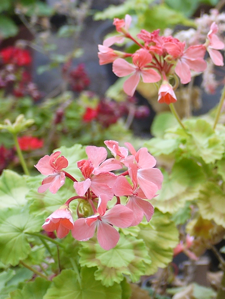 Коллекции растений ЦСБС СО РАН - Pelargonium zonale (L.) L'Hér. cv.Mrs ...